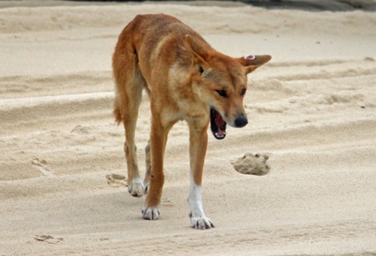 5 AUSSIE EXPRESSIONS I LOVE - Cresting The Hill