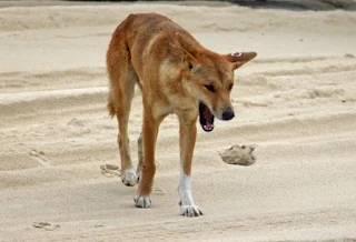 5 AUSSIE EXPRESSIONS I LOVE - Cresting The Hill