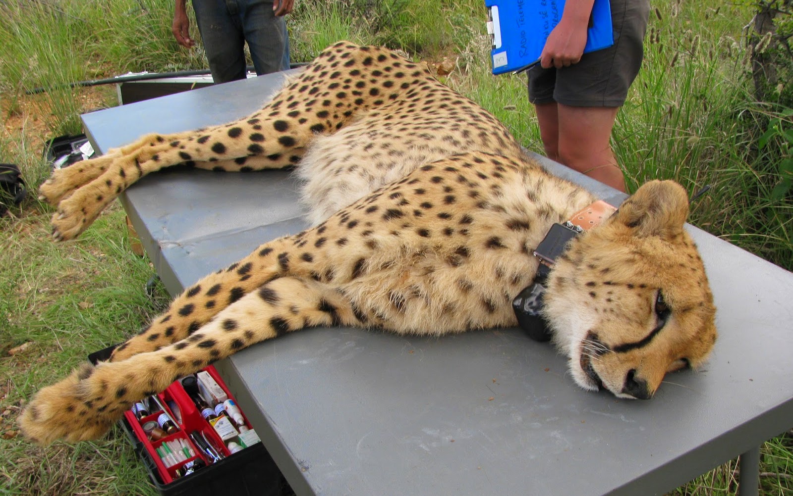 Stuart Marsden's Conservation Research Group: September 2014