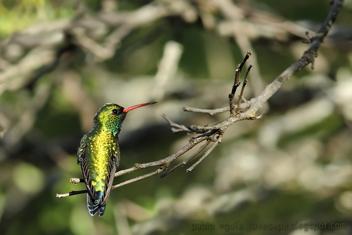 mis fotos de aves: Chlorostilbon lucidus Picaflor Verde Glittering ...