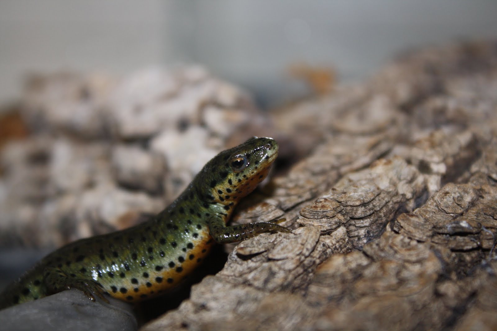 Keeping Up With Patty: Black-Spotted Newt