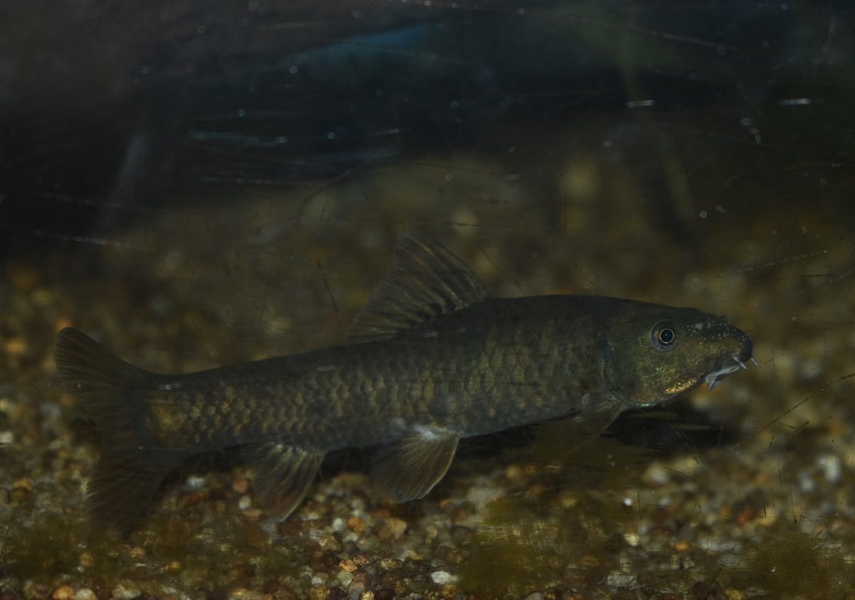 ZOOTOGRAFIANDO (6.100 ANIMALS): PEZ DOCTOR / DOCTOR FISH (Garra rufa)