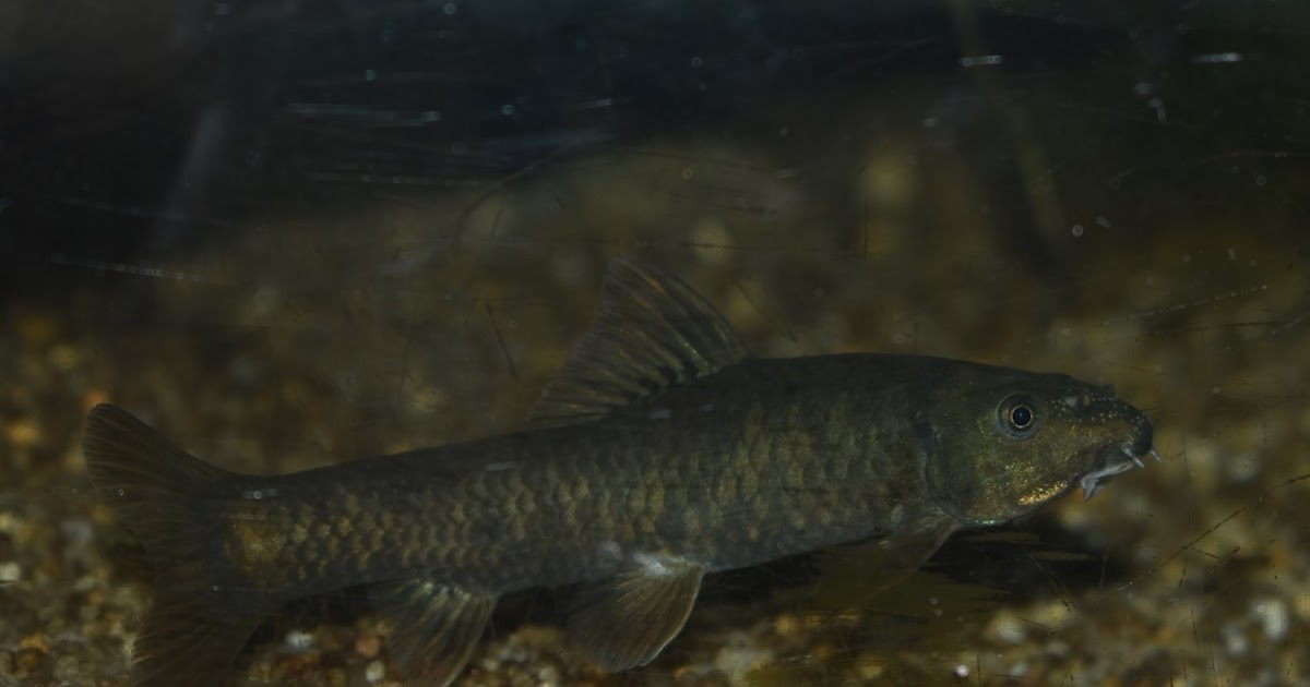ZOOTOGRAFIANDO (6.100 ANIMALS): PEZ DOCTOR / DOCTOR FISH (Garra rufa)