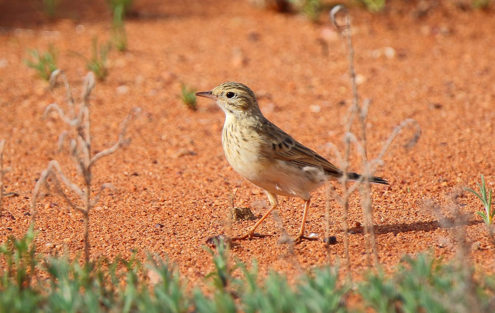 Richard Waring's Birds of Australia: Birds of Nyirripi