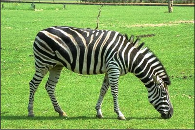 Cebra imagen - Imagui