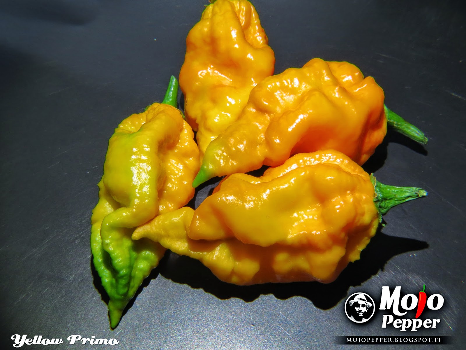 The Mojo Pepper - Just a Chili Pepper grower: Yellow Primo 7 POT
