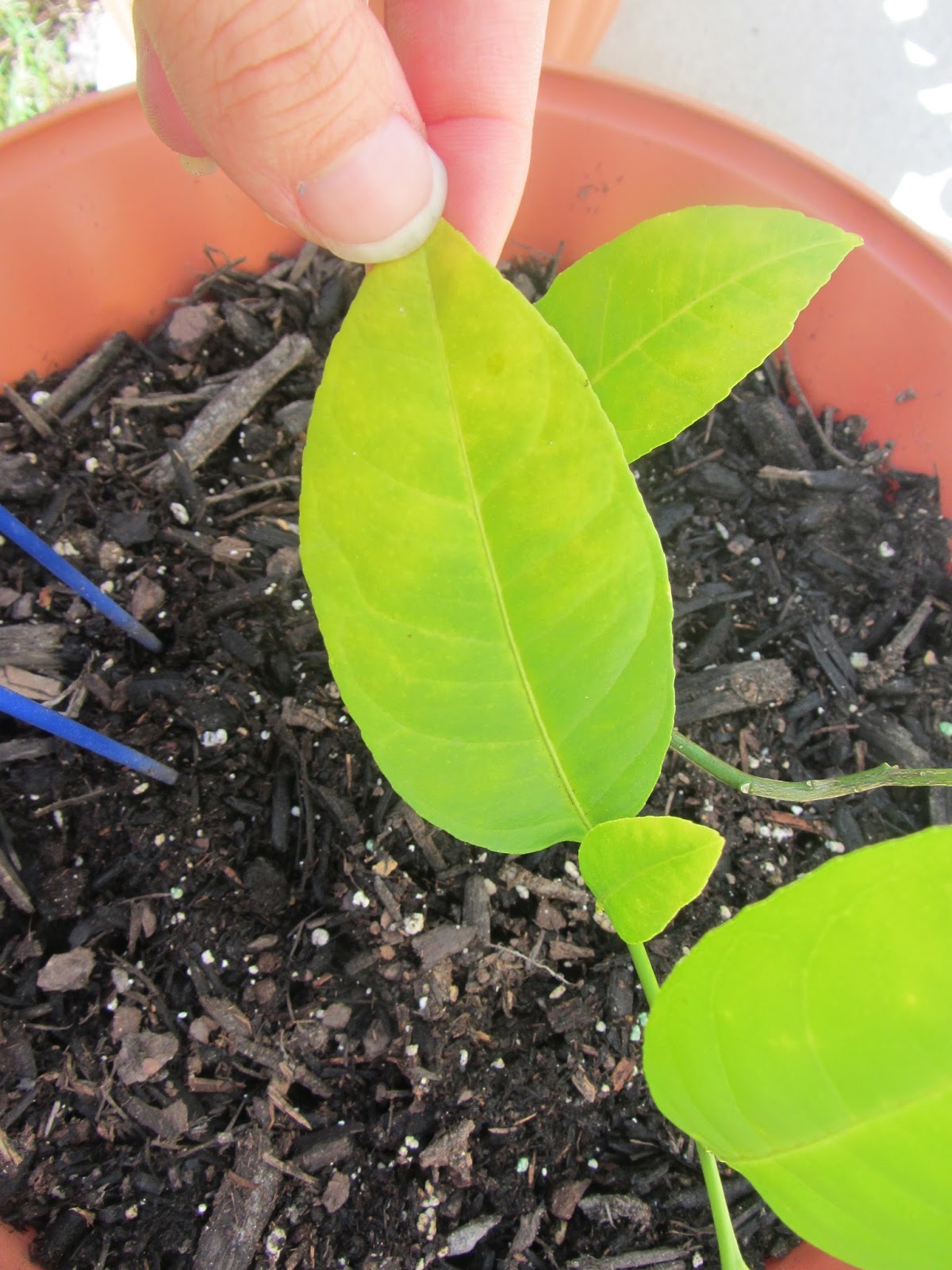 Bobbins of Basil: Saving baby orange tree