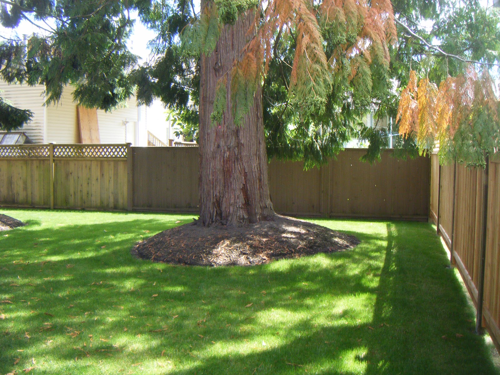 Tree Reality: Beware of Bad Landscapers