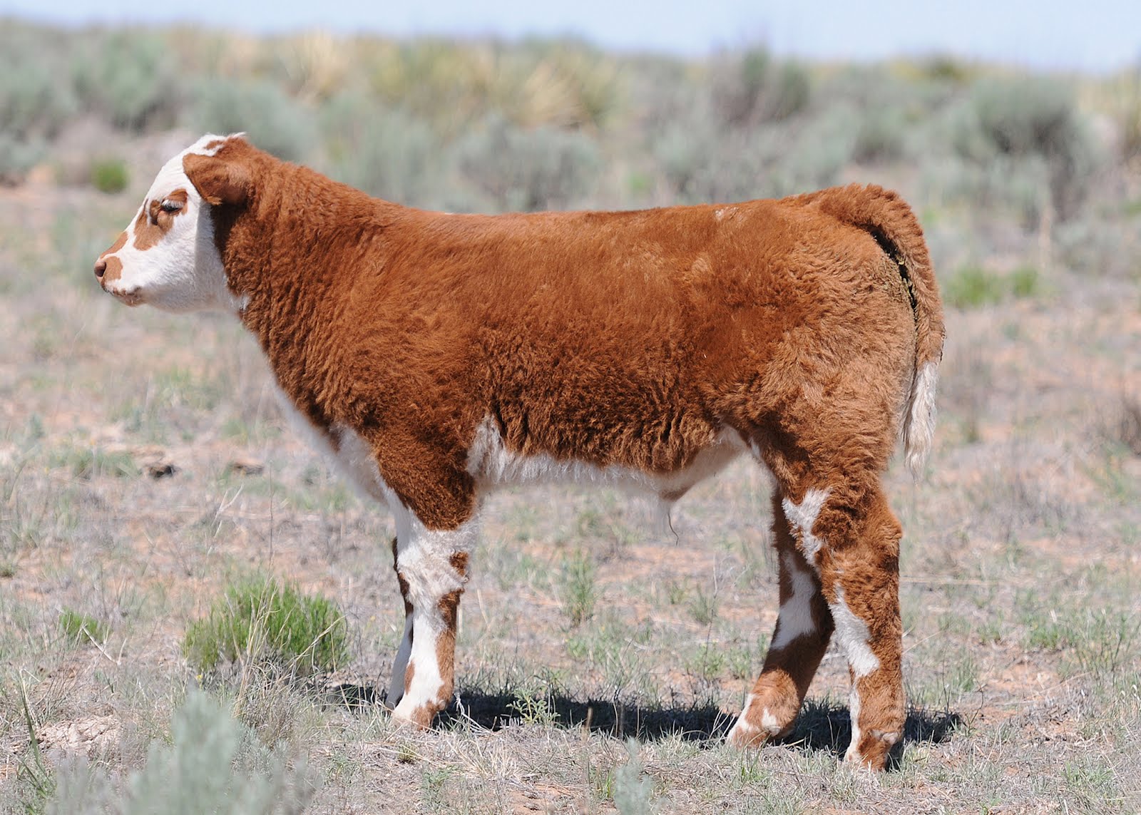 RCC Blog: One and only bull calf of Matt's