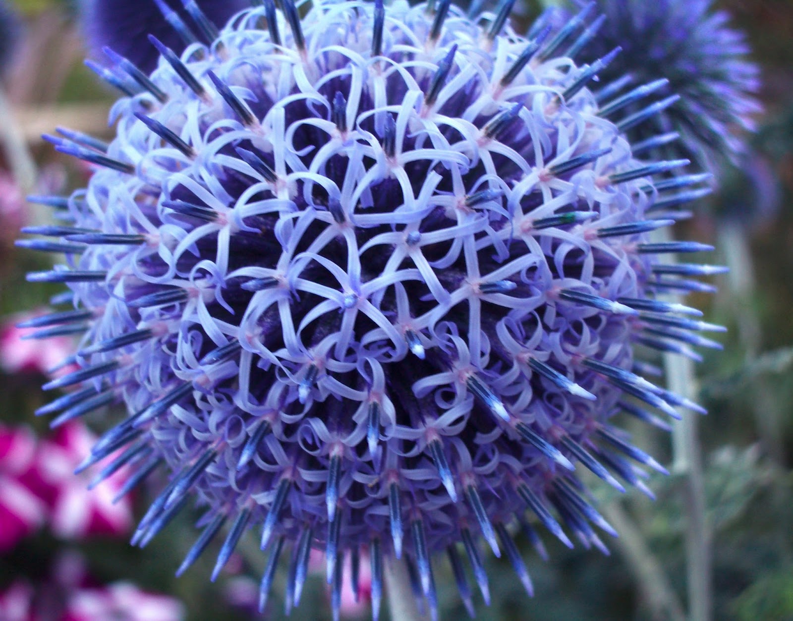 Echinops Blue - Globe Thistle