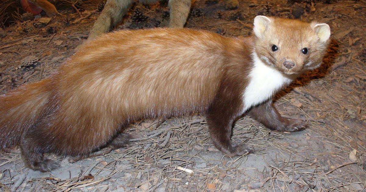 French Vocabulary Illustrated: martre