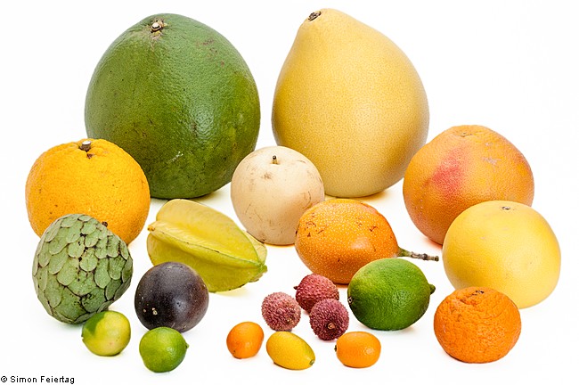 TIERRAS YUCATECAS : TIERRAS YUCATECAS