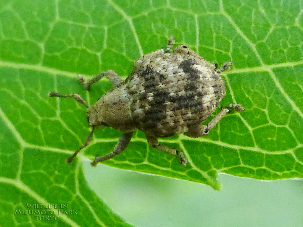 スグリゾウムシ Twobanded Japanese Weevil-水元公園の生き物