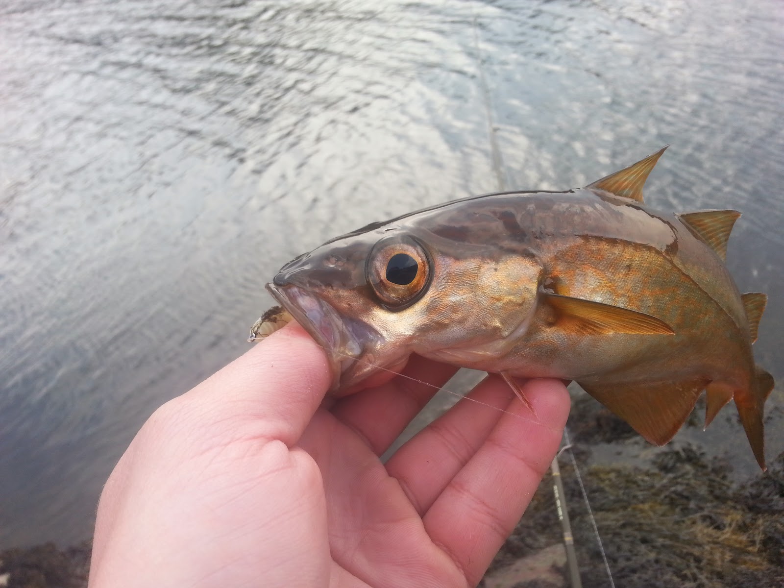 Luremaniac!: Quick fun with pollock and coalfish.