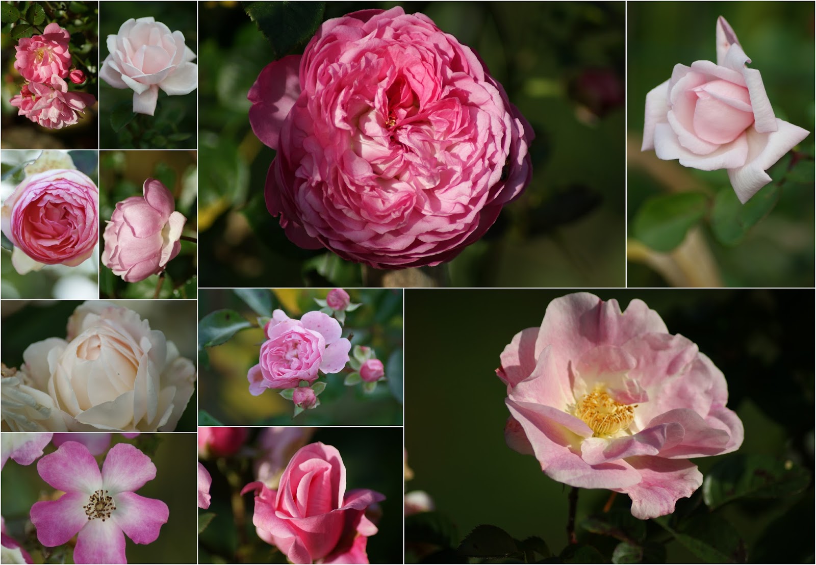 Mon jardin dans la Creuse : Les cinq roses au jardin