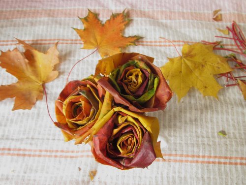 Nadezda's Garden and Home : Maple-Leaf Roses