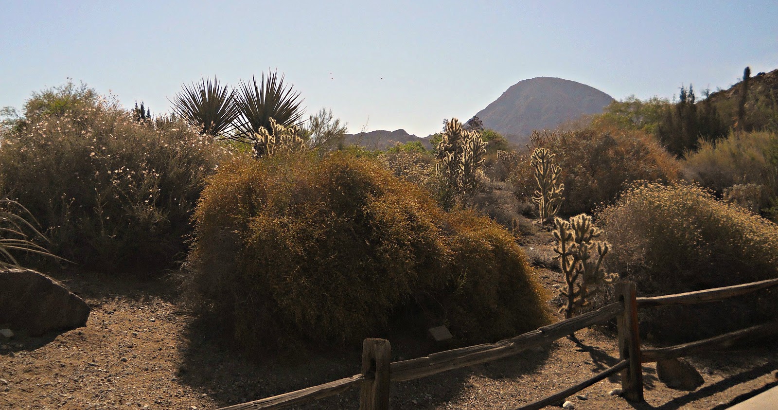 The Living Desert in Palm Desert, California - ButterflyInTheAttic