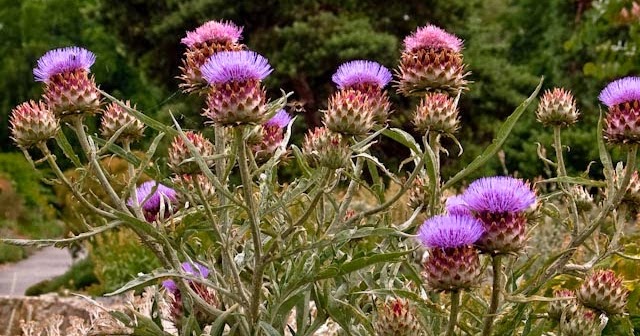 French Vocabulary Illustrated: chardon