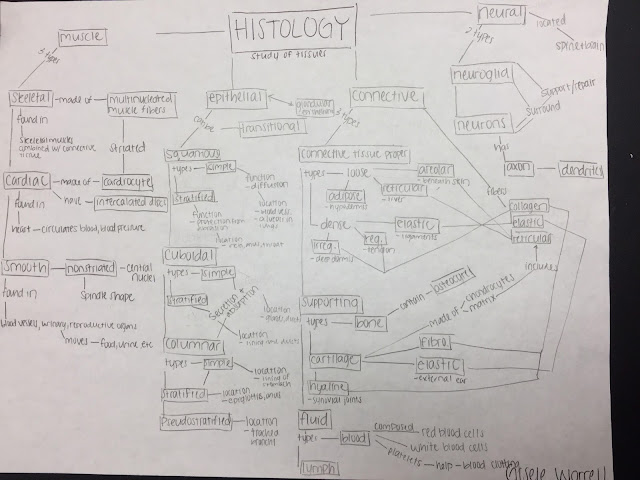 BIOL& 241 | Human Anatomy & Physiology 1 – Spring 2017: April 2017