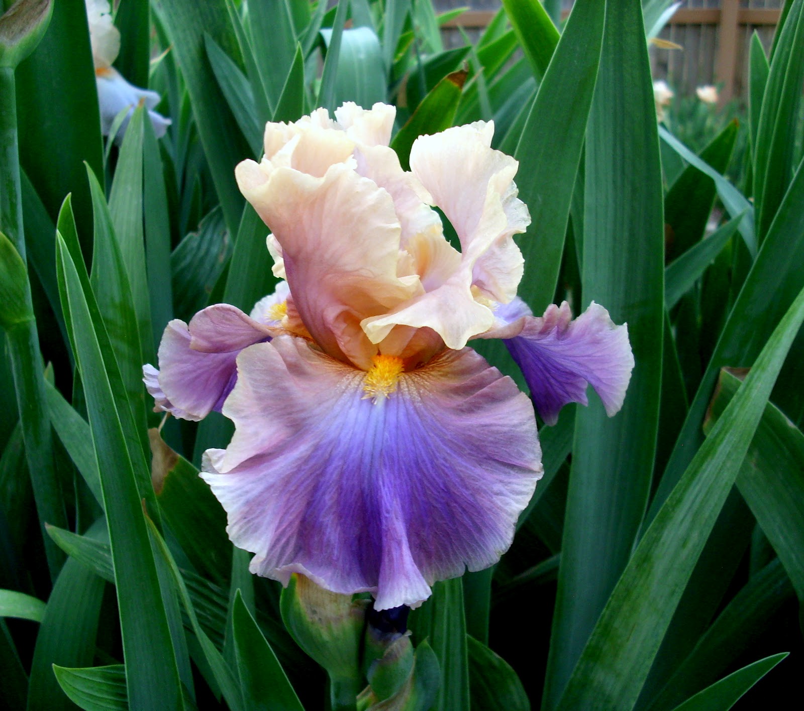 World of Irises: Heavenly Hager Irises
