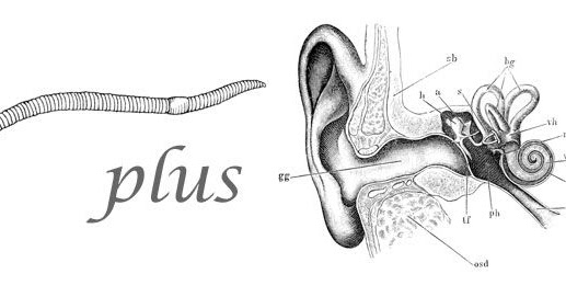 EXAMS AND ME : Ear+Worm= EarthWorm