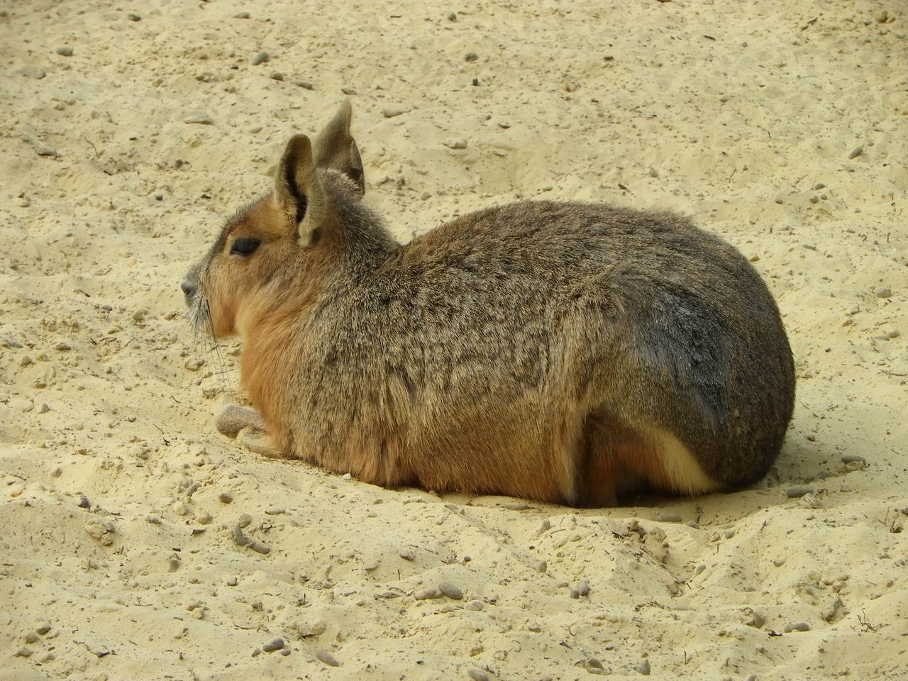 Le mara ou le lièvre de Patagonie