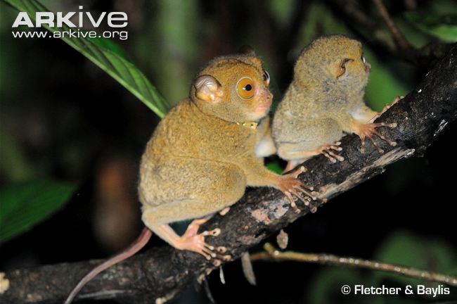 Alangaesia: Mentilin (Tarsius bancanus) Fauna Identitas Bangka Belitung