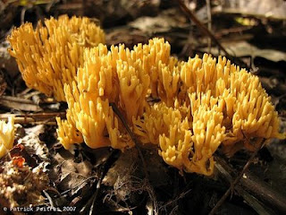 Bolets i Excursions: Peu de Rata