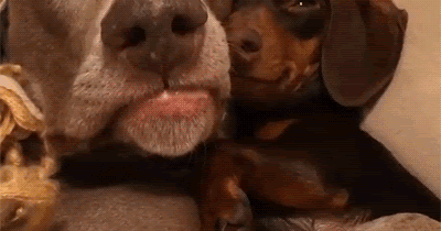 Kari LikeLikes: Mep. Mep. Mep. #gifs #dogs #cute