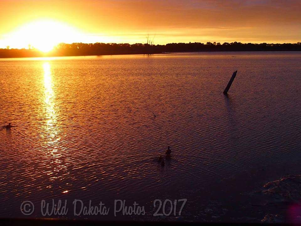 WildDakotaWoman TM: Birding the Apple Creek wetlands