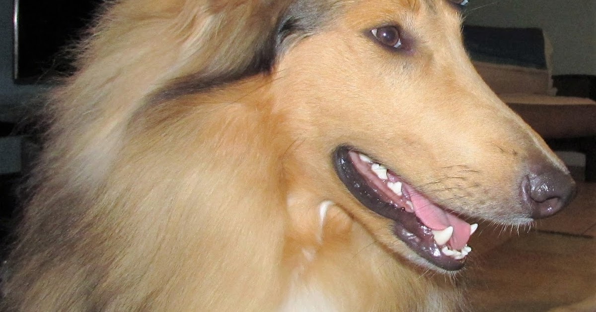 Key West Collies: Magnum & Samson