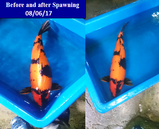 Malaysia Japanese Koi Farm (MrKoi Farm): Induce Spawning