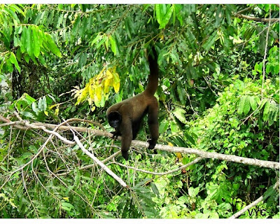Barrigudo de Humboldt o mono lanudo gris o churuco (Lagothrix lagothricha)