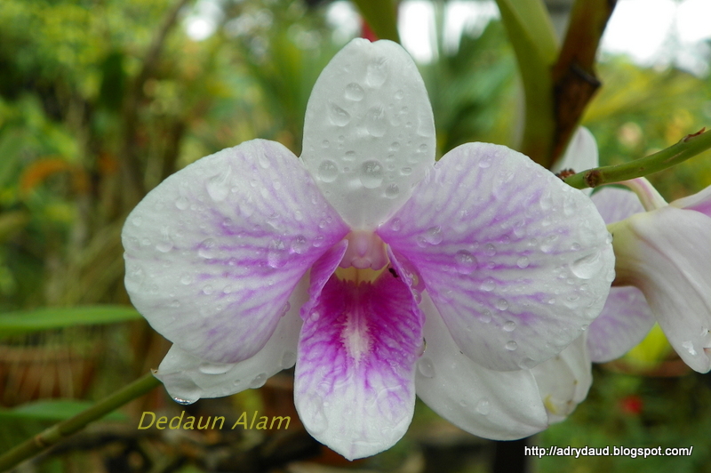 Dedaun Alam: Orkid - Satu Ketika & Kini