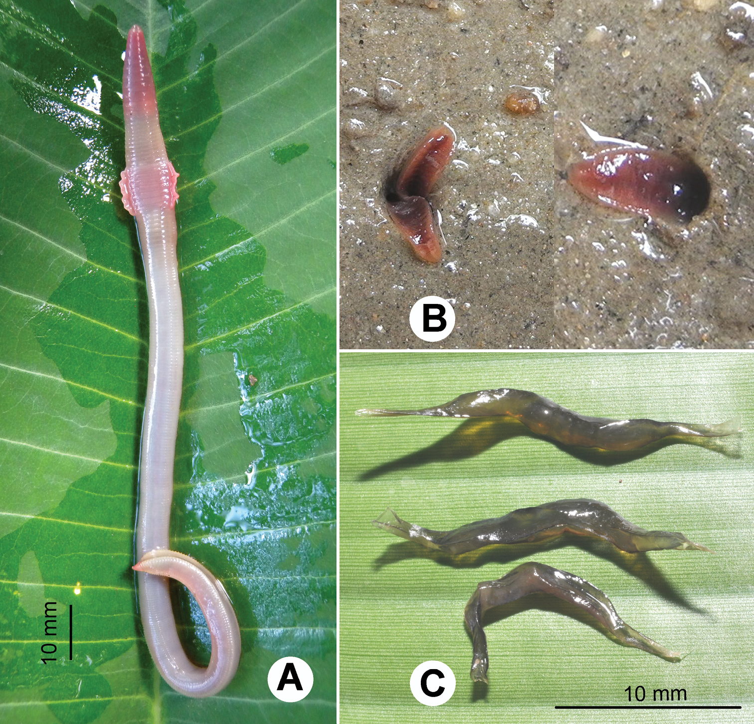 Species New to Science: [Invertebrate • 2013] The Semi-Aquatic ...