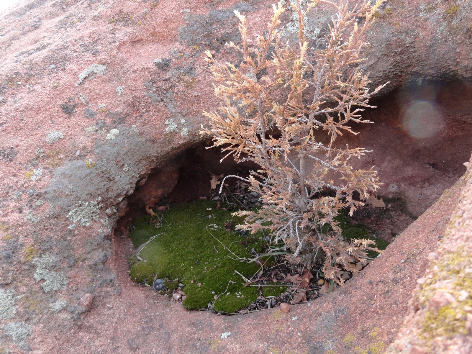 Geography 1202 Blog: Forms of Weathering on a Single Sandstone Outcrop ...