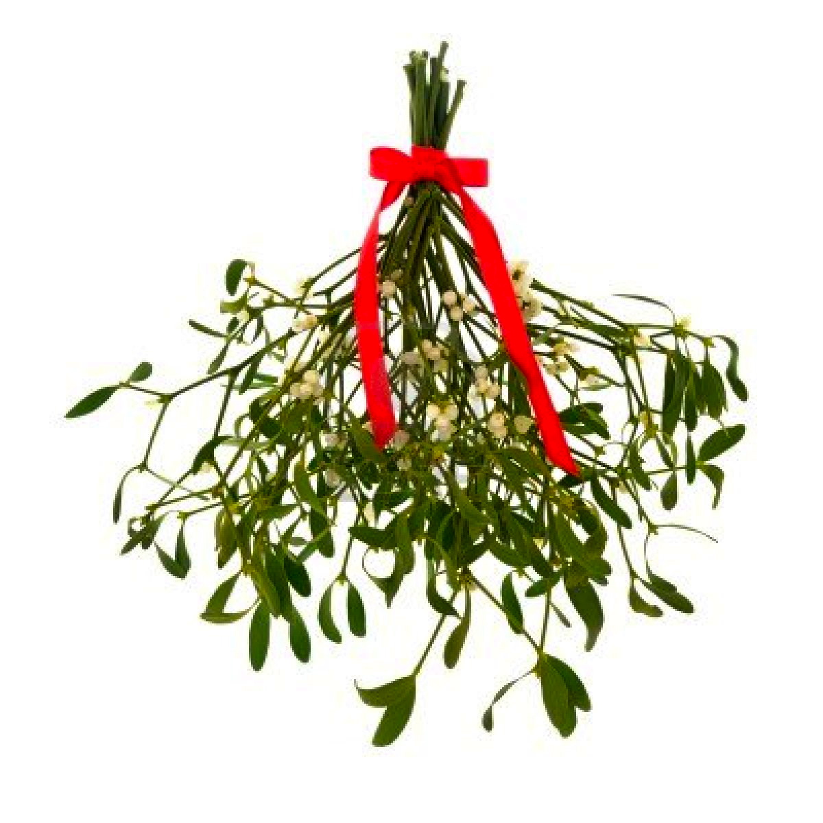Mistletoe Magic - Phillip's Natural World
