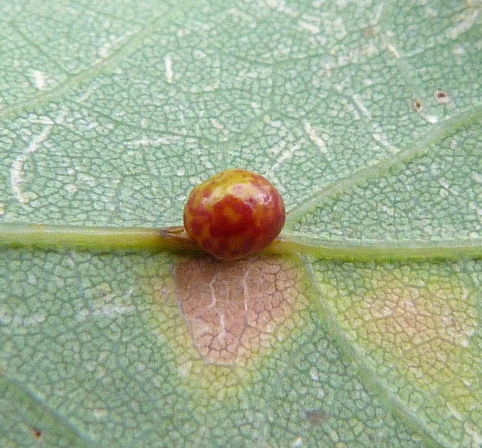 Insects of Scotland: Galls/Leaf-miners