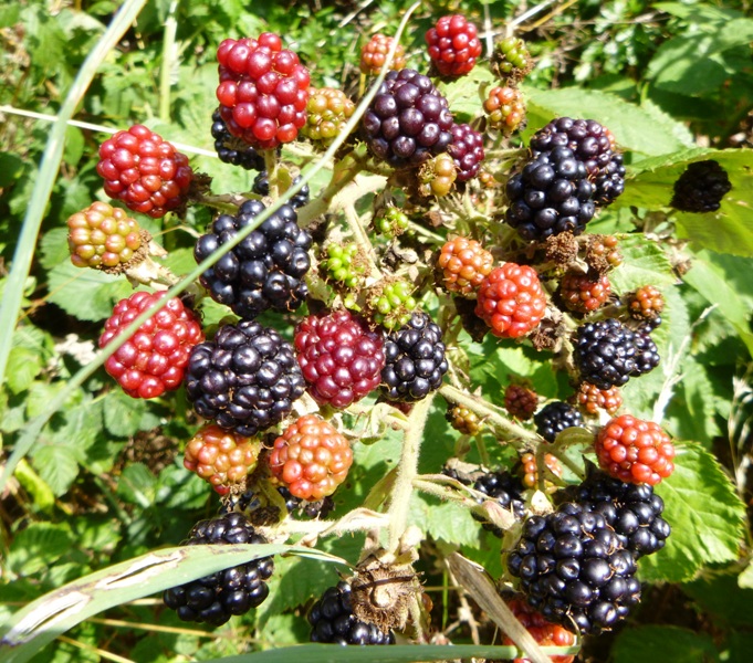 The Urbane Forager: Bramble Bushes Bursting with Beautiful Big Blackberries