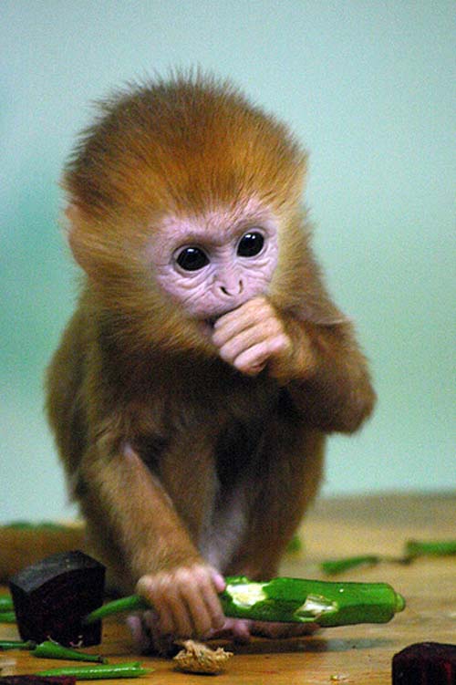 Funny Pictures Gallery: Cute baby monkeys, cute baby monkey, cute baby ...