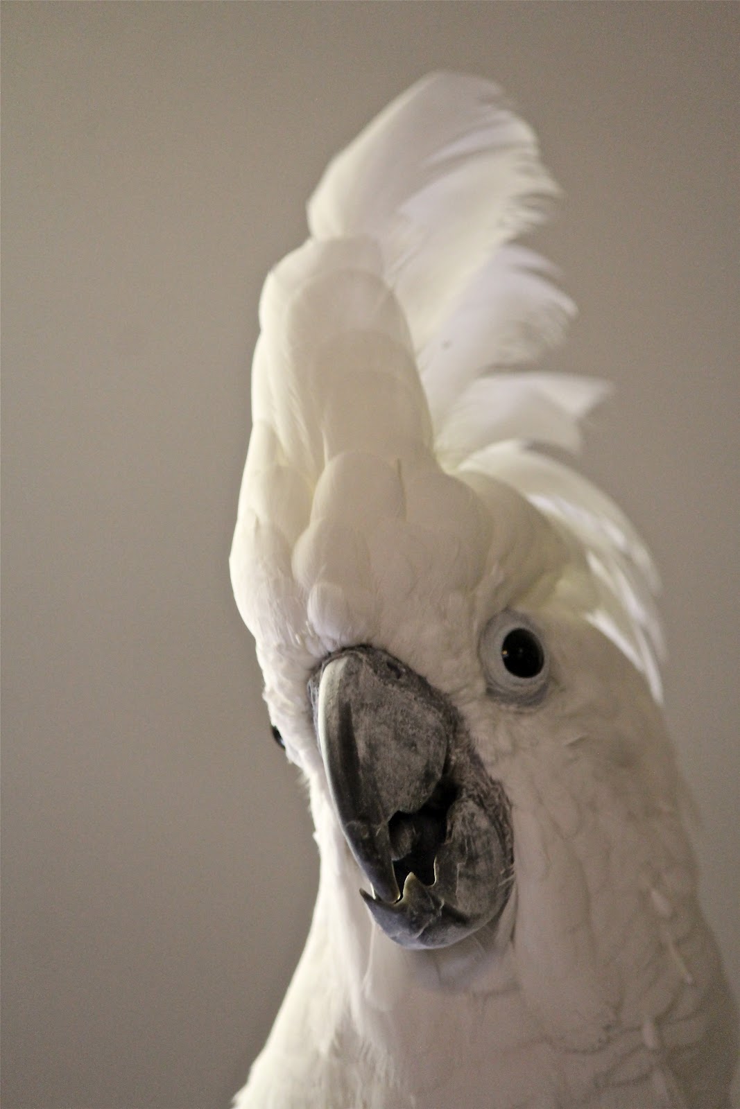 Crazy & Crooked: I photographed a Cockatoo and lived to tell the story
