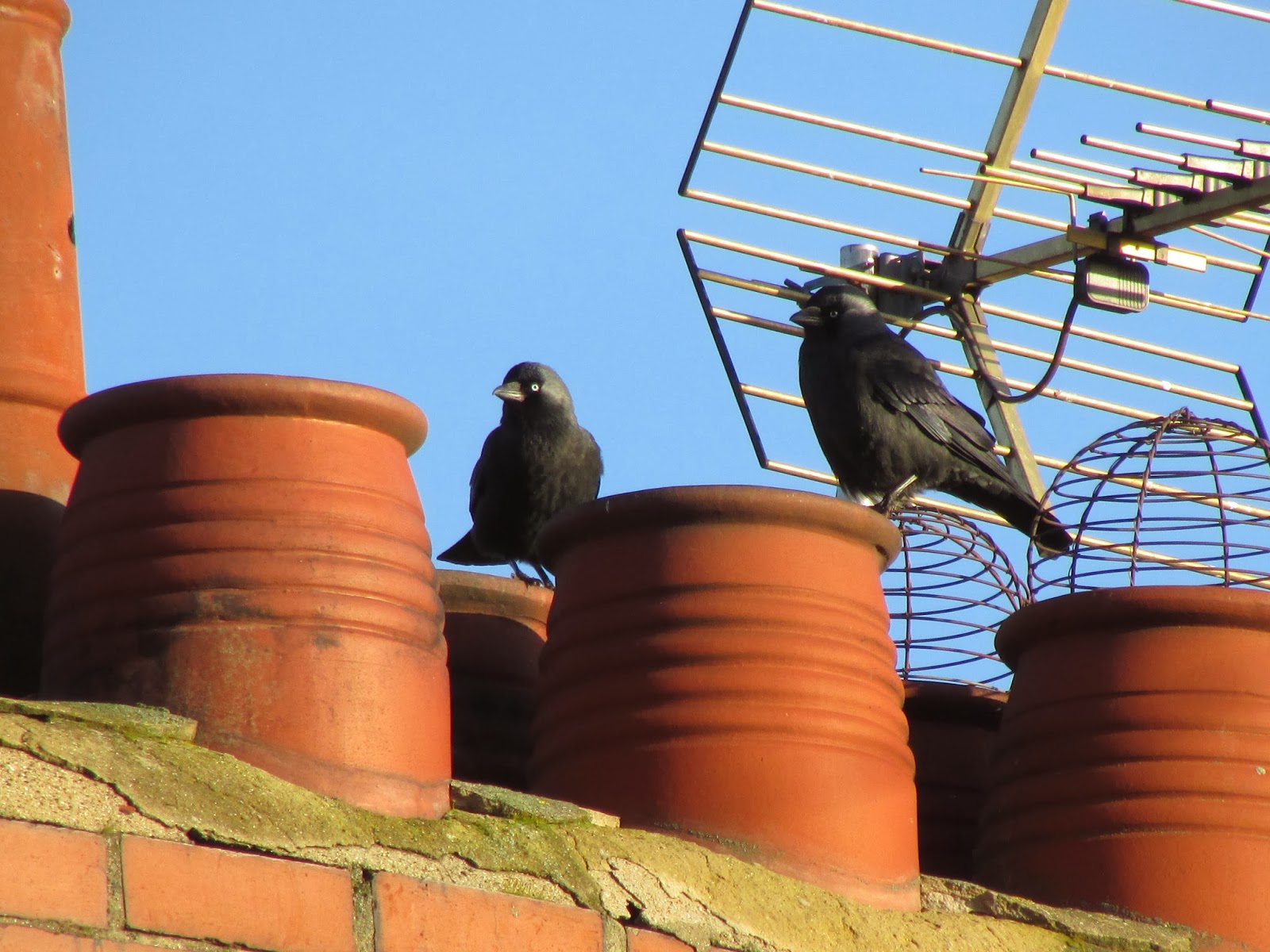 The Rattling Crow: Jackdaws inspecting potential nest site
