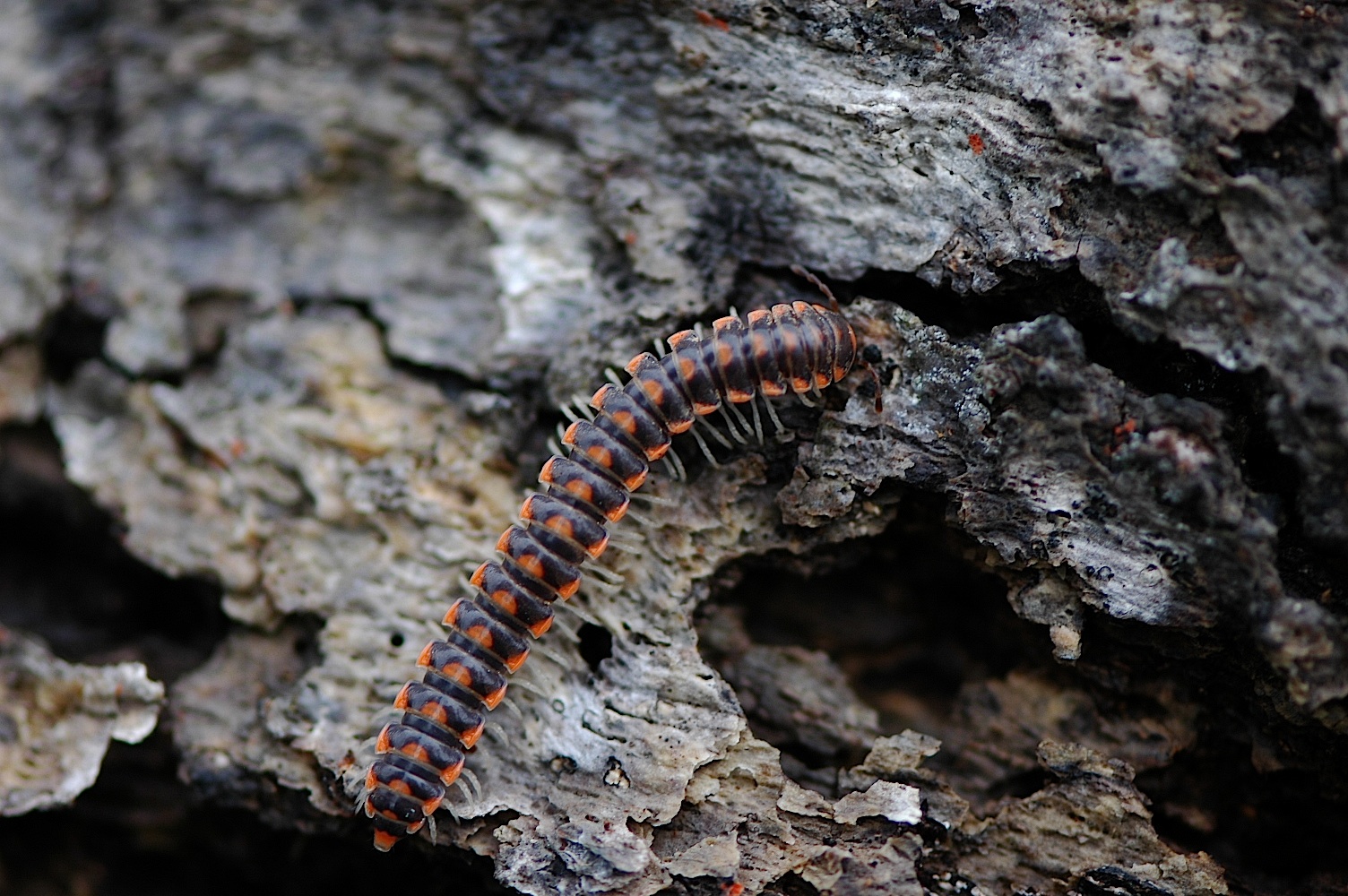 Field Biology in Southeastern Ohio: Under a Log, part 2