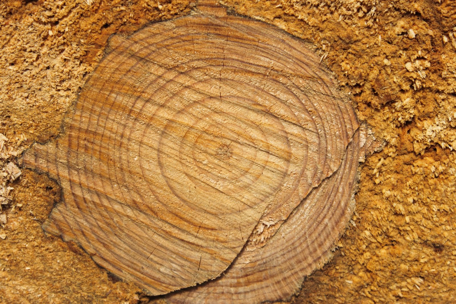 dfhoto: Tronco de árbol talado. ¿Cuántos años tiene este pino?