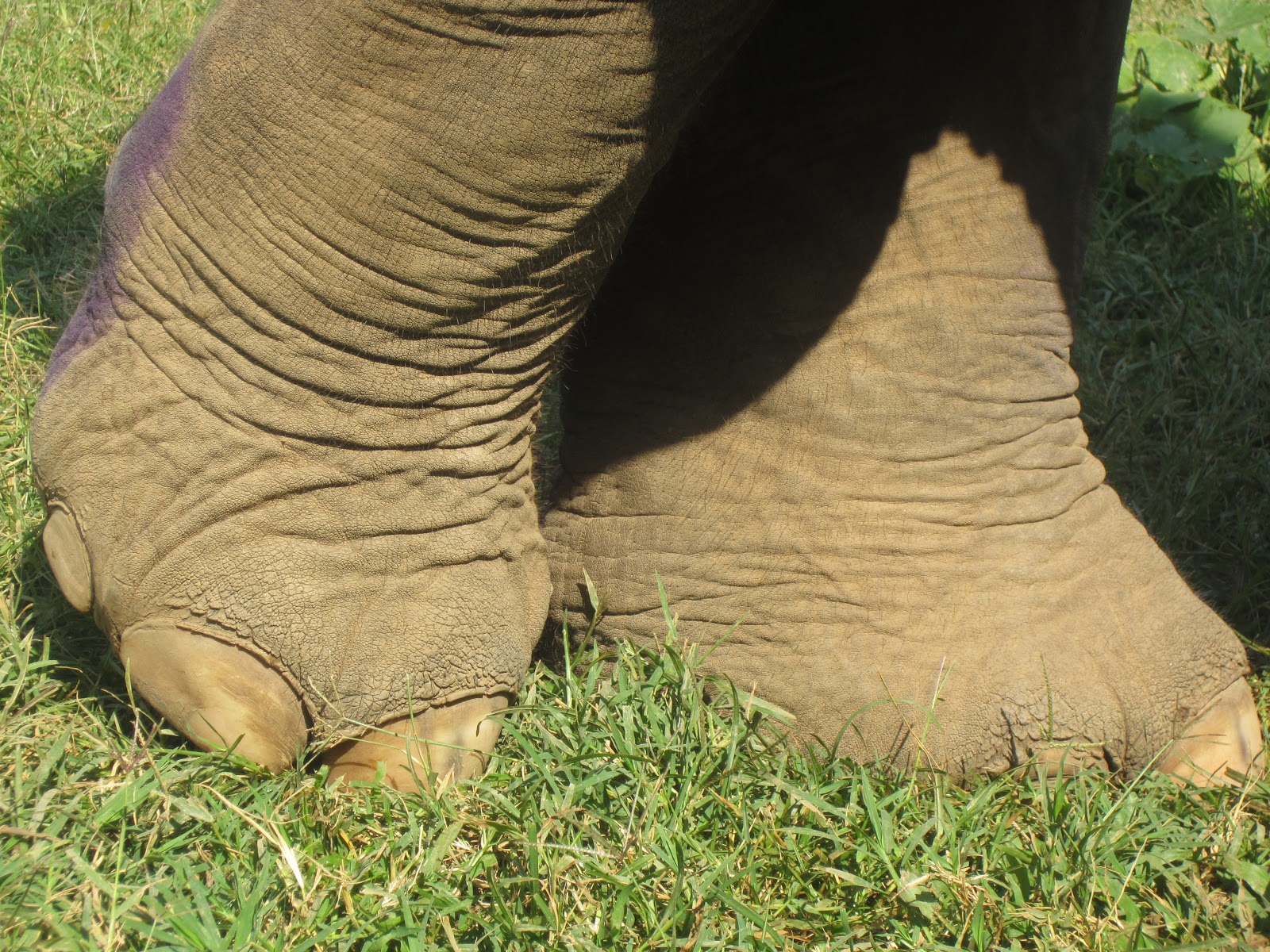 The Adventures of Annie and Her Boys: Elephant Nature Park, Part 1