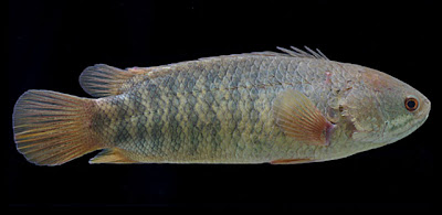 Compañeros de viaje: Perca trepadora (Anabas testudineus)