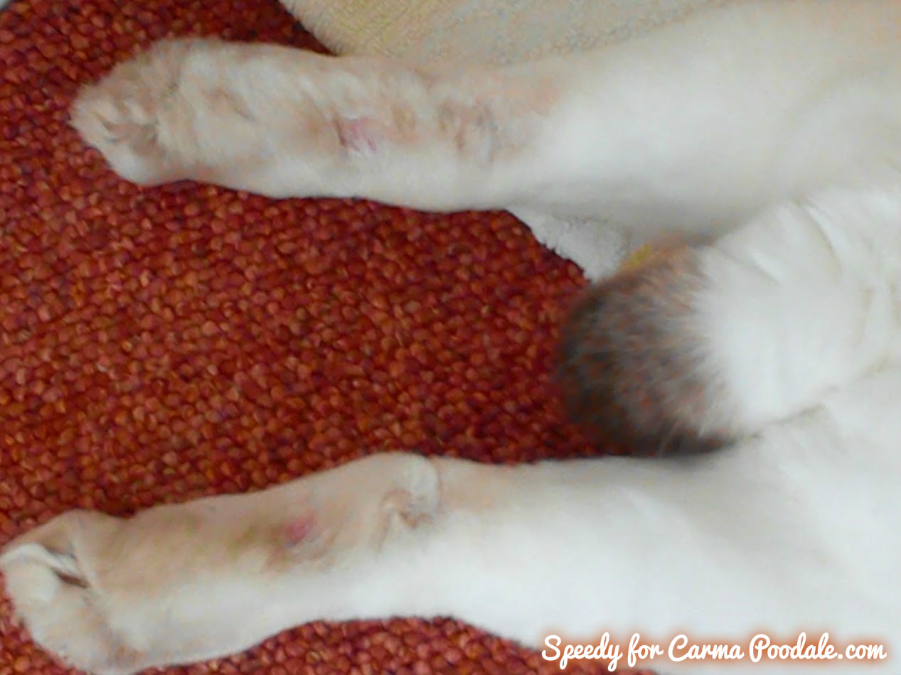 Carma Poodale : Bunny Meme.....Bootie Bunny!