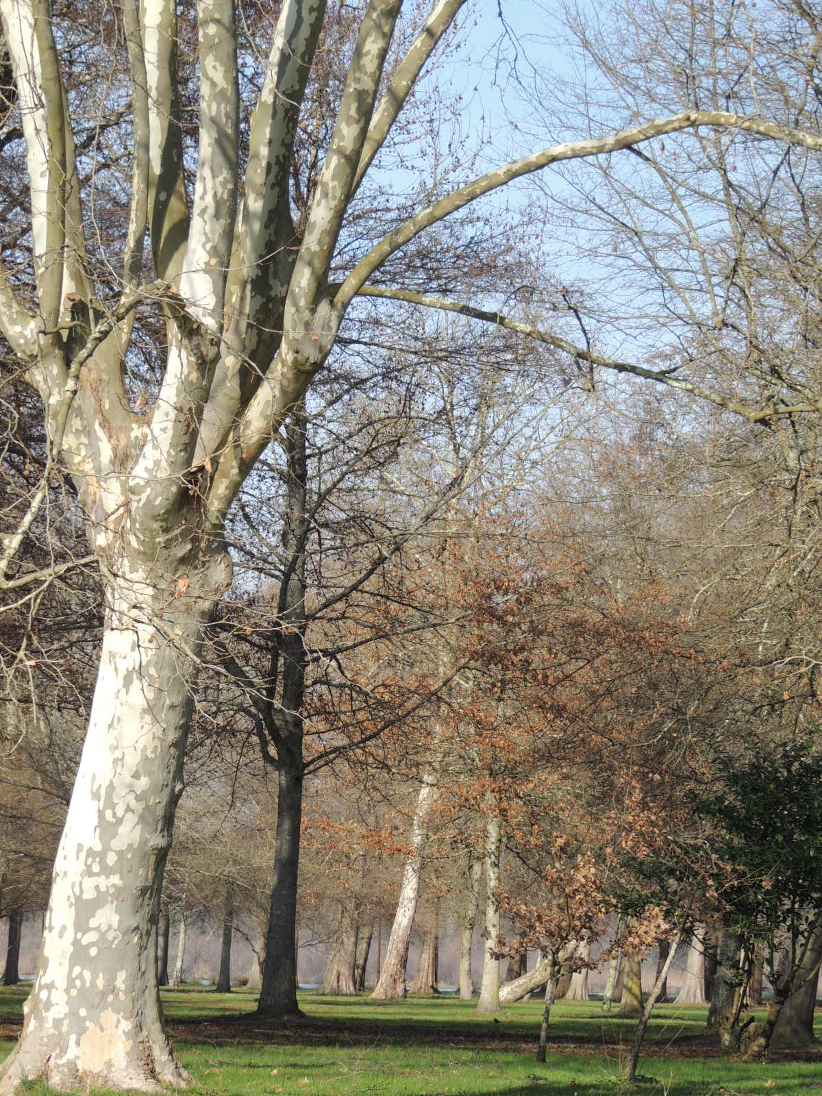 NATUR'L: L'ARBRE QUI CACHE LA FORET