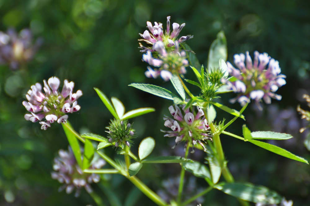 Mother Nature's Backyard - A Water-wise Garden: Plant of the Month ...