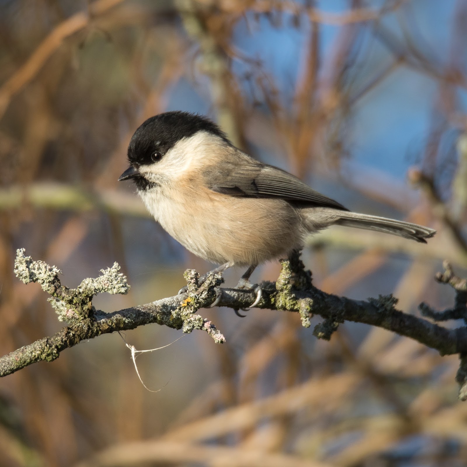 TrogTrogBlog: Bird of the week - Willow tit